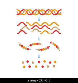 Collagen structure, illustration Stock Photo - Alamy