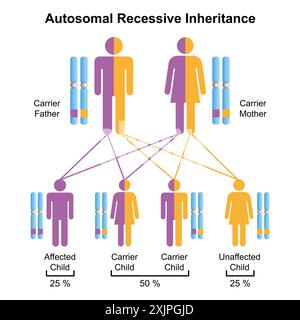 Autosomal recessive inheritance, illustration Stock Photo - Alamy