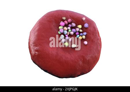 Illustration of erythrocyte interaction with plastic microparticles in ...
