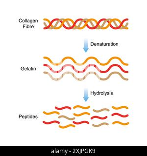 Collagen structure, illustration Stock Photo - Alamy