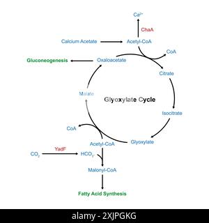 Glyoxylate cycle, illustration Stock Photo - Alamy