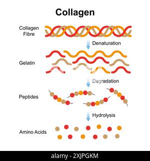 Collagen structure, illustration Stock Photo - Alamy