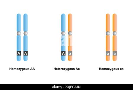 Homozygote and heterozygote chromosomes, illustration Stock Photo - Alamy
