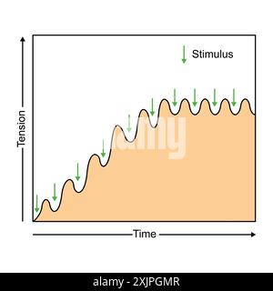 Complete tetanus muscle contraction, illustration Stock Photo - Alamy