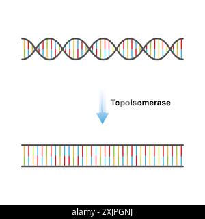 Topoisomerase enzyme function, illustration Stock Photo - Alamy