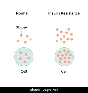 Normal Sugar & Insulin Cycle, Illustration Stock Photo - Alamy