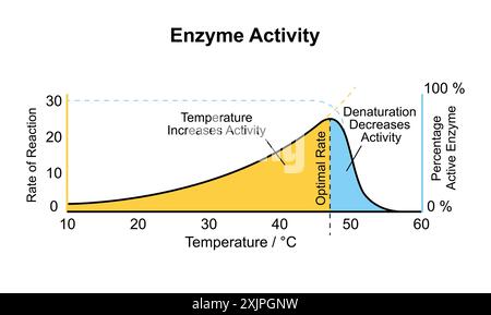Enzyme activity mechanism, illustration Stock Photo - Alamy