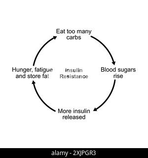 Blood sugar regulation illustration. Labeled process cycle scheme ...