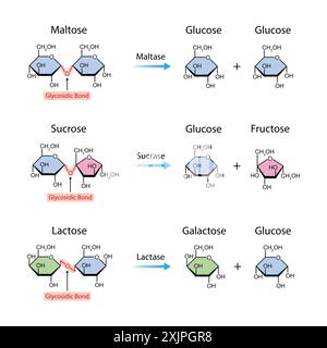 Maltase, sucrase and lactase enzyme functions, illustration Stock Photo ...