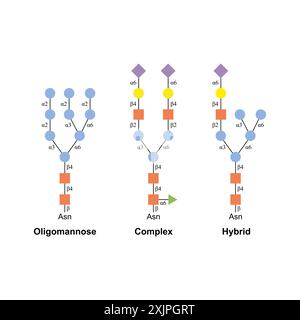 N glycan types, illustration Stock Photo - Alamy