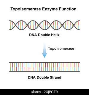 Topoisomerase enzyme function, illustration Stock Photo - Alamy