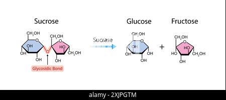 Sucrase enzyme, illustration Stock Photo - Alamy