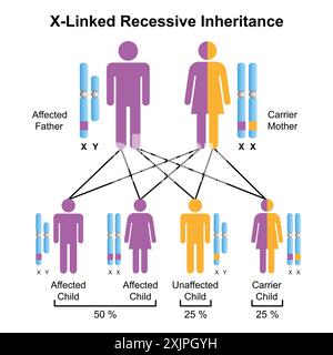 X-linked recessive inheritance, illustration Stock Photo - Alamy