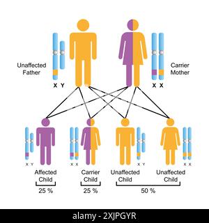 Autosomal recessive inheritance, illustration Stock Photo - Alamy