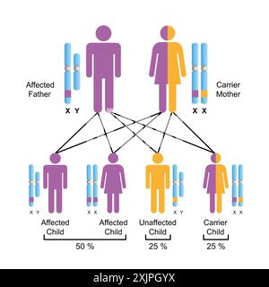 Autosomal recessive inheritance, illustration Stock Photo - Alamy