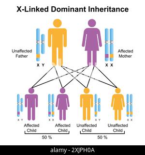 X-linked dominant inheritance, illustration Stock Photo - Alamy
