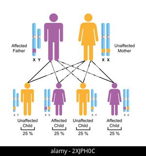 X-linked dominant inheritance, illustration Stock Photo - Alamy