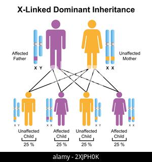 X-linked dominant inheritance, illustration Stock Photo - Alamy