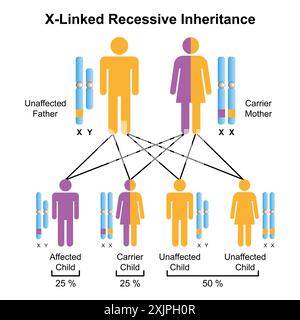 X-linked recessive inheritance, illustration Stock Photo - Alamy