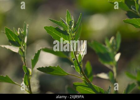 Chenopodium. Goosefoot. White goosefoot. Bathua. Plant growing in the ...