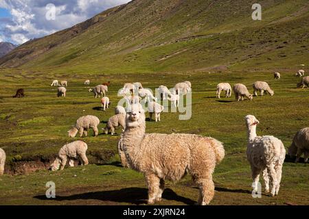 Alpacas Grazing around Rainbow Mountain, Cusco, Peru Stock Photo - Alamy