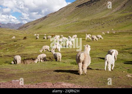 Alpacas Grazing around Rainbow Mountain, Cusco, Peru Stock Photo - Alamy