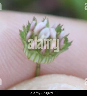thimble clover (Trifolium microdon) Plantae Stock Photo - Alamy