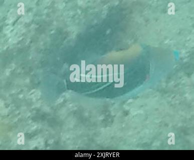 Wedgetail Triggerfish (Rhinecanthus rectangulus) Actinopterygii Stock ...