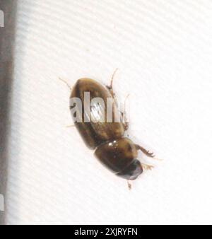 Small Dung Beetles (Aphodiinae) Insecta Stock Photo - Alamy