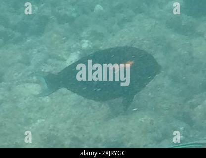 Orangeblotch Surgeonfish (Acanthurus olivaceus) Actinopterygii Stock ...
