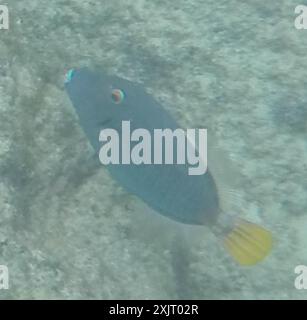 Barred Filefish (Cantherhines dumerilii) Actinopterygii Stock Photo - Alamy