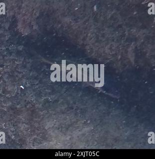 Spotfin Squirrelfish (Neoniphon sammara) Actinopterygii Stock Photo - Alamy
