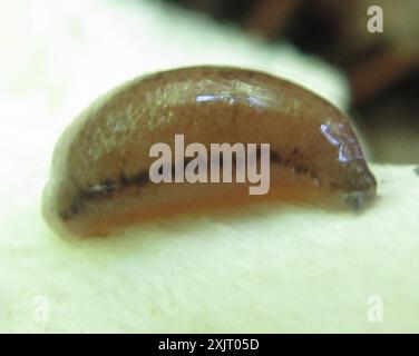 Foster Mantleslug (Pallifera fosteri) Mollusca Stock Photo - Alamy