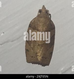 Woodgrain Leafroller Moth (Pandemis lamprosana) Insecta Stock Photo - Alamy