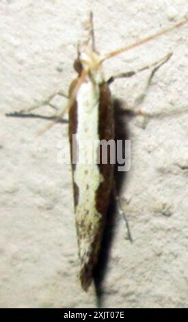 Diamondback Moth (Plutella xylostella) Insecta Stock Photo - Alamy