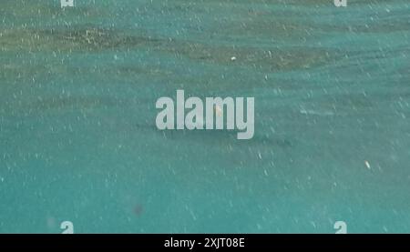 Needlefishes (Belonidae) Actinopterygii Stock Photo - Alamy