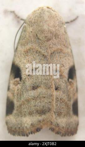 Cutworm Moths and Allies (Noctuidae), Insecta, Fort Ord National ...