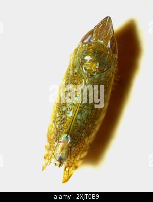 Sharp-nosed Leafhopper (Scaphytopius acutus) Insecta Stock Photo - Alamy