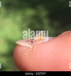 Bermudagrass Stem Maggot (Atherigona reversura) Insecta Stock Photo - Alamy