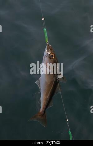 Pollock (Pollachius virens) Actinopterygii Stock Photo - Alamy