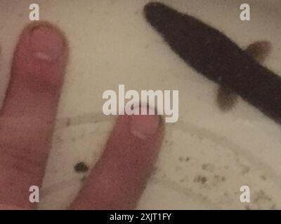 Short-finned Eel (Anguilla australis) Actinopterygii Stock Photo - Alamy