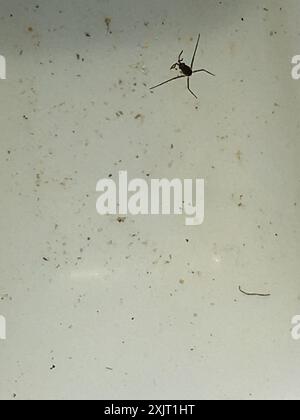 Water Striders (Gerridae) Insecta Stock Photo - Alamy