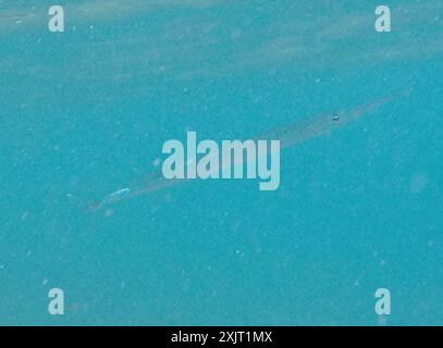 Needlefishes (Belonidae) Actinopterygii Stock Photo - Alamy