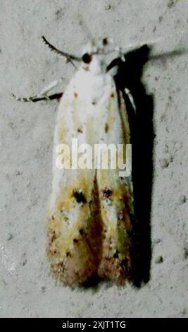 Geometrid and Swallowtail Moths (Geometroidea) Insecta Stock Photo - Alamy