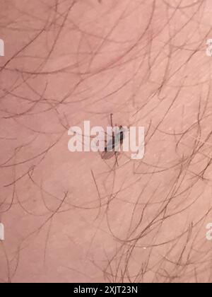 Sandflies (Austrosimulium) Insecta Stock Photo - Alamy