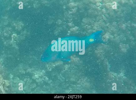 Palenose Parrotfish (Scarus psittacus) Actinopterygii Stock Photo - Alamy