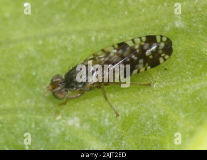 Sunflower Seed Maggot (Neotephritis finalis) Insecta Stock Photo - Alamy