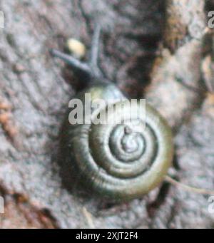 Common Land Snails and Slugs (Stylommatophora) Mollusca Stock Photo - Alamy