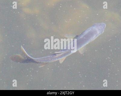 Carps and Minnows (Cyprinoidei) Actinopterygii Stock Photo - Alamy