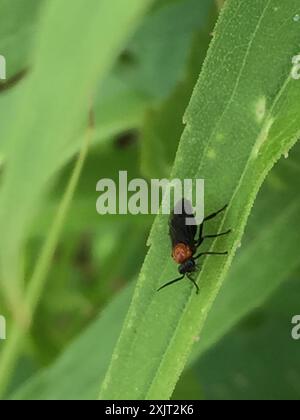 Sawflies, Horntails, and Wood Wasps (Symphyta) Insecta Stock Photo - Alamy